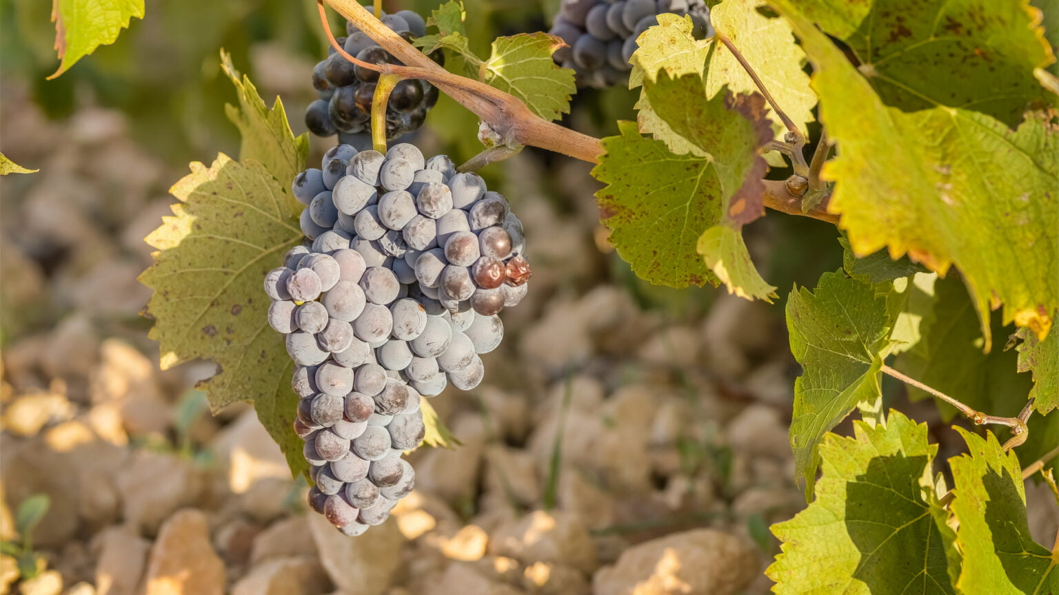Our Grape Varieties - Jumilla Wines EN
