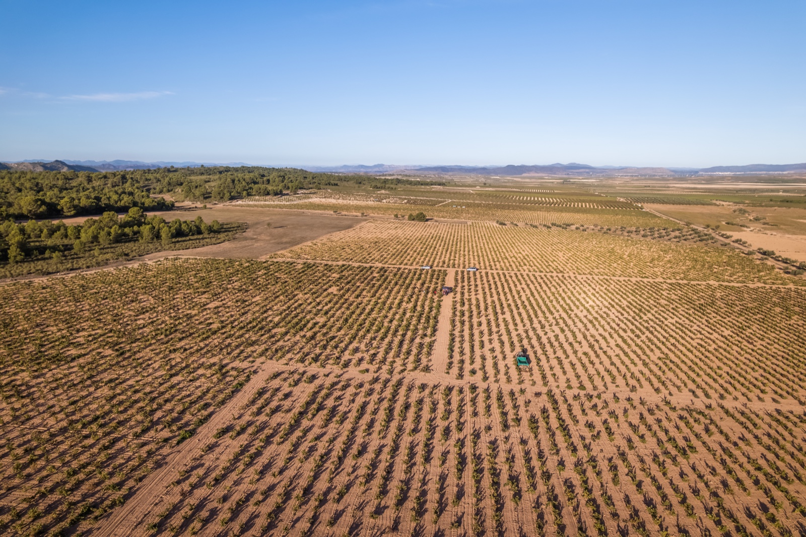 Jumilla Wine | Discover the Jumilla Wine Region - Jumilla Wines EN