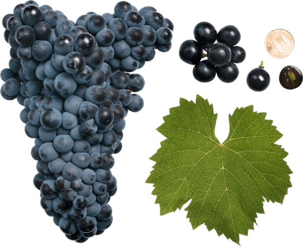 Variedad Tinta Monastrell - Jumilla Wine