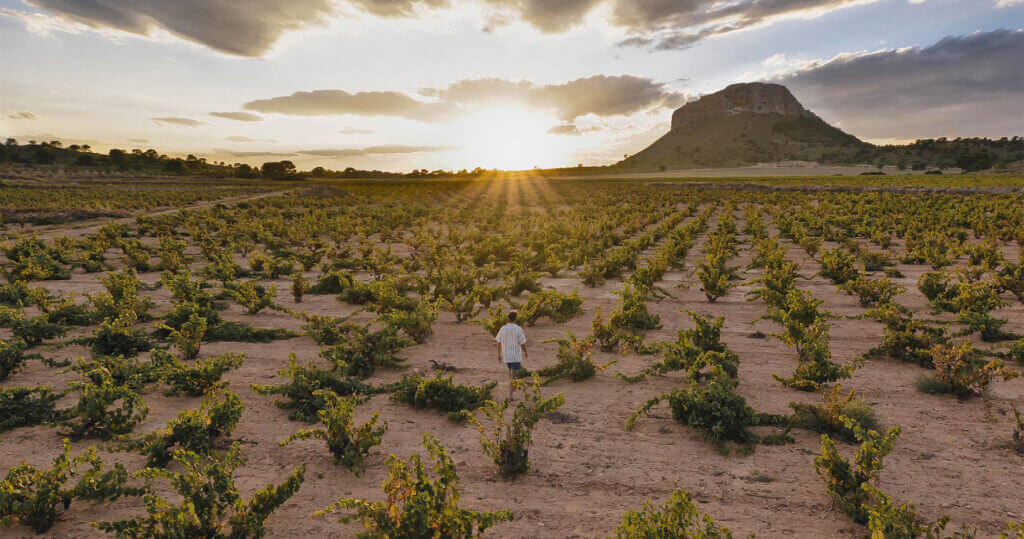 Bodegas Juan Gil - Jumilla Wine