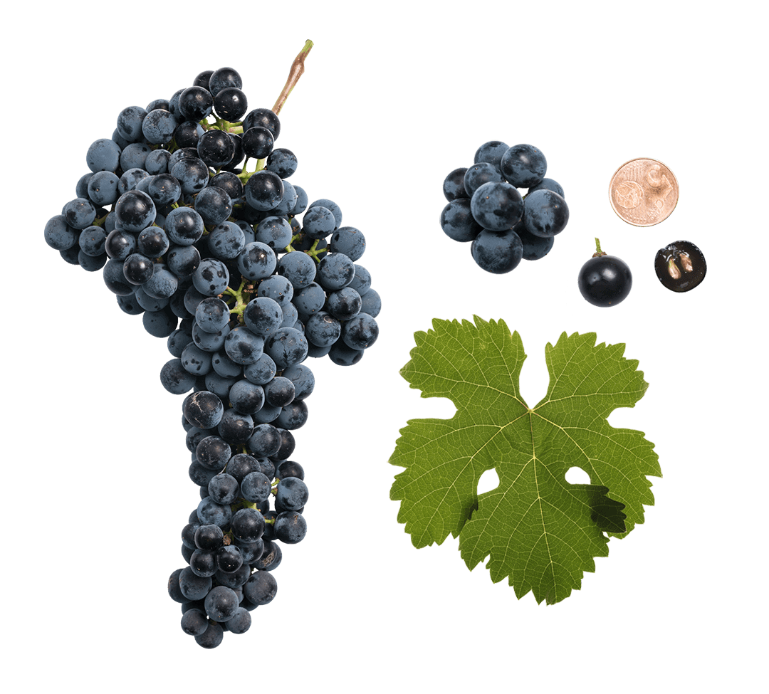 Variedad Tinta Merlot - Jumilla Wine