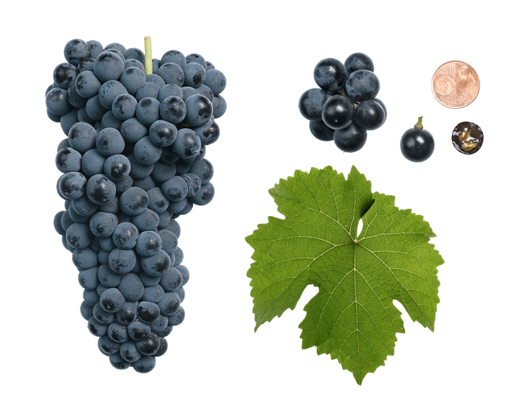 Variedad Tinta Petit Verdot - Jumilla Wine